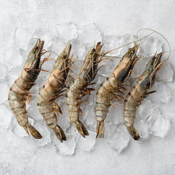 Head-On Black Tiger Prawns | Pacific Bay