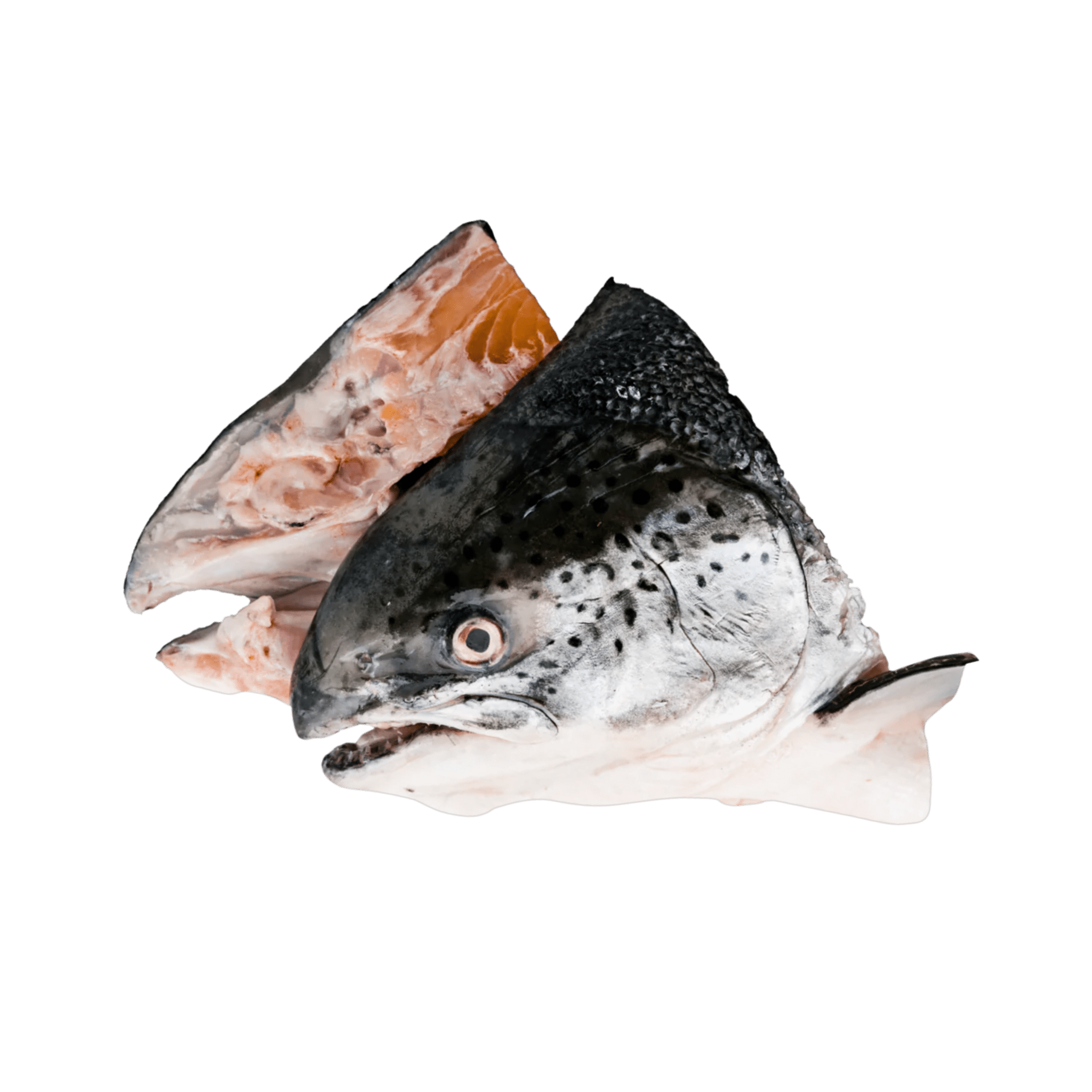 Salmon Head | Pacific Bay