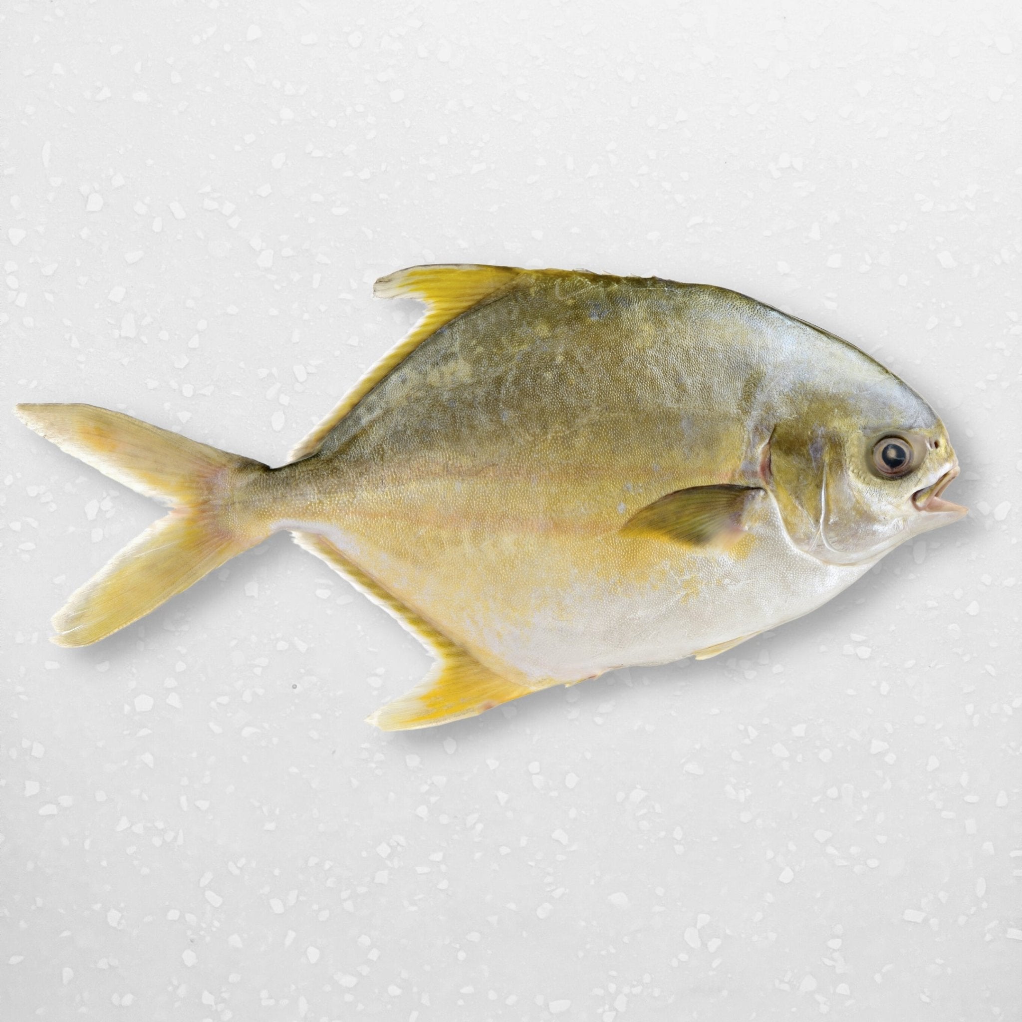 Pampano Whole (Pomfret) | Pacific Bay