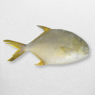 Pampano Whole (Pomfret) | Pacific Bay