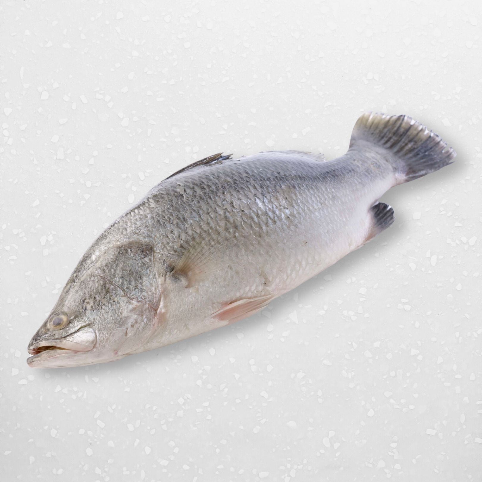 Pacific Bay Barramundi