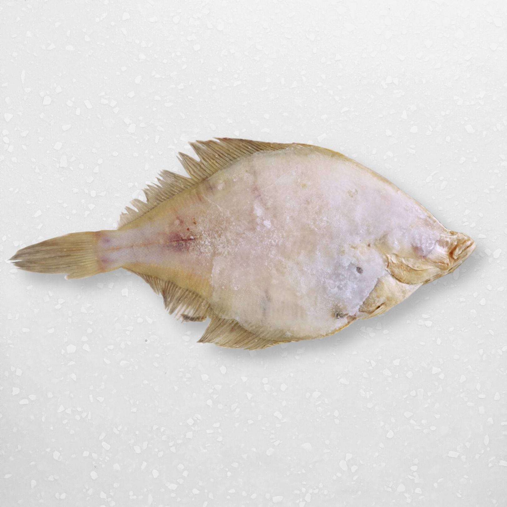 Pacific Bay Flounder